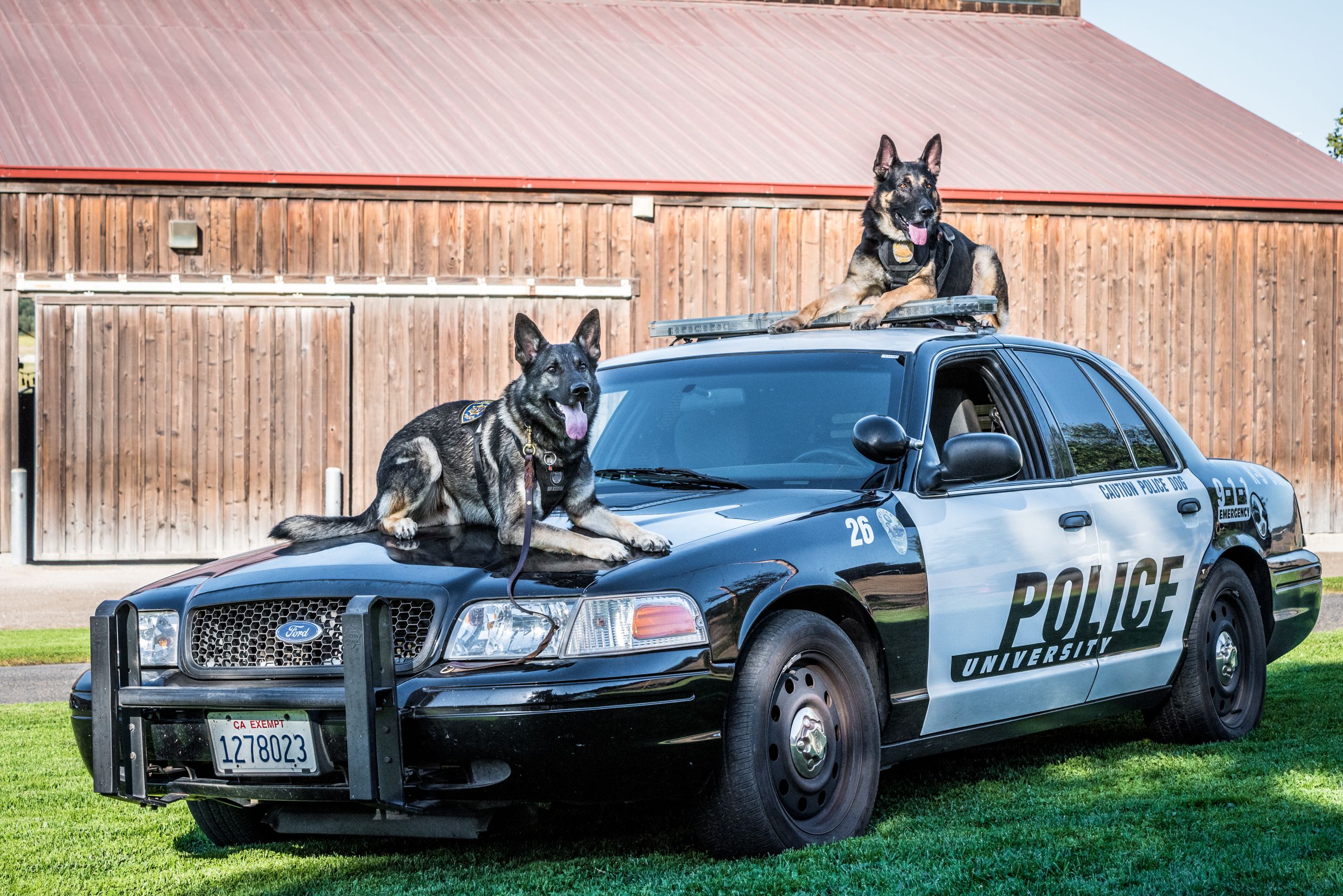 A Blog Dedicated to the Dogs - Inside Cal Poly